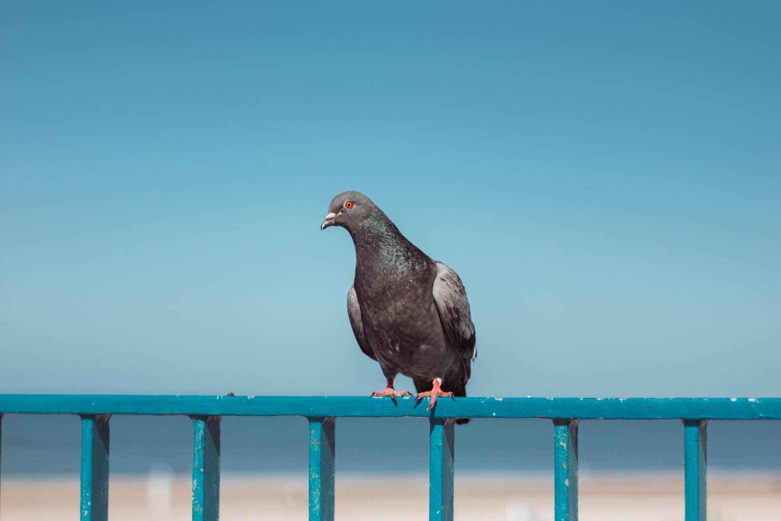 How to Tell Pigeon Gender | Male vs Female Guide | pigeoncaretips.com